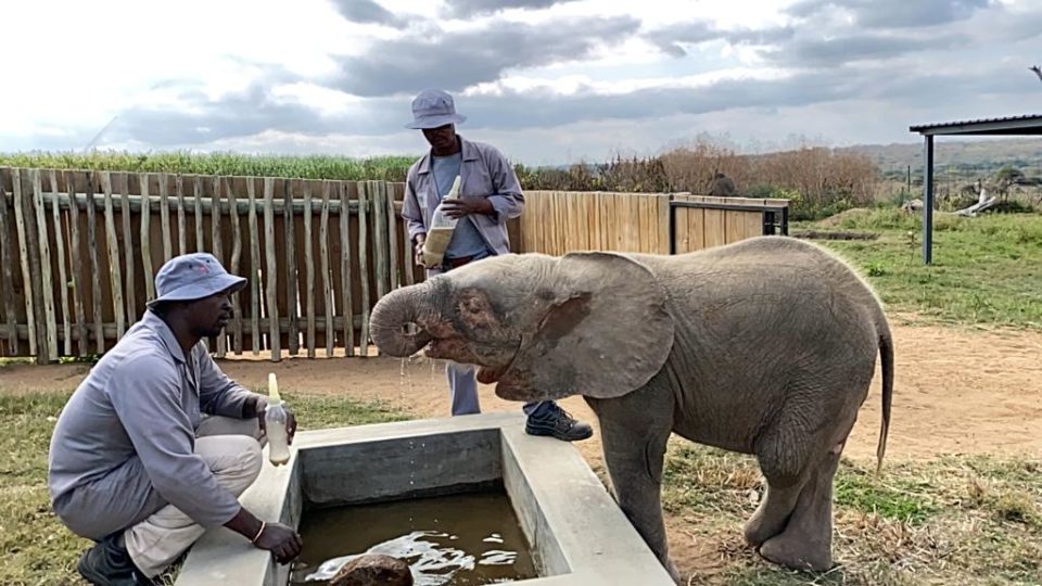 The Elephant’s Journey: From Captivity to Freedom – New and Tips
