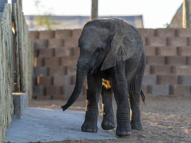Khanyisa's Big Year | The Albino Elephant Calf's One Year Anniversary ...