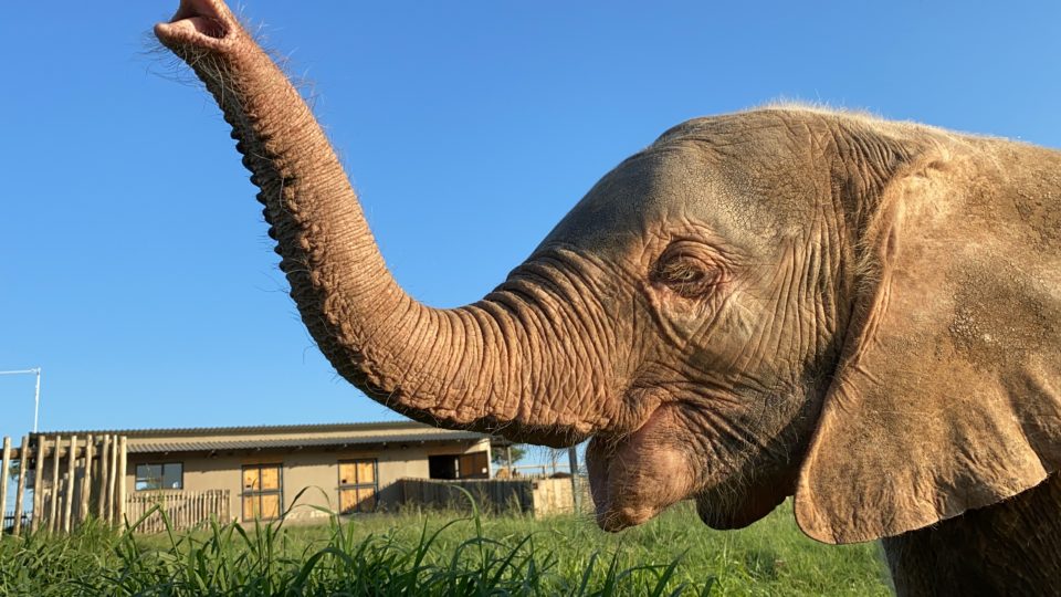 Khanyisa's Big Year | The Albino Elephant Calf's One Year Anniversary ...