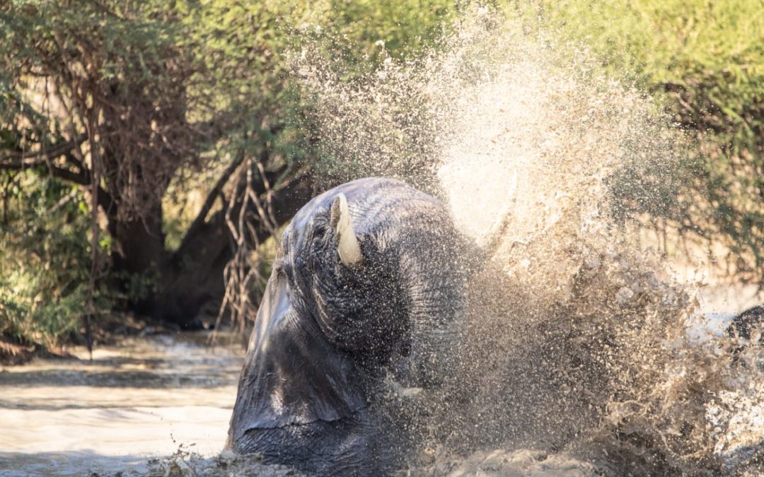 Swimming Trunks & the Elephant's Love of the Waterhole