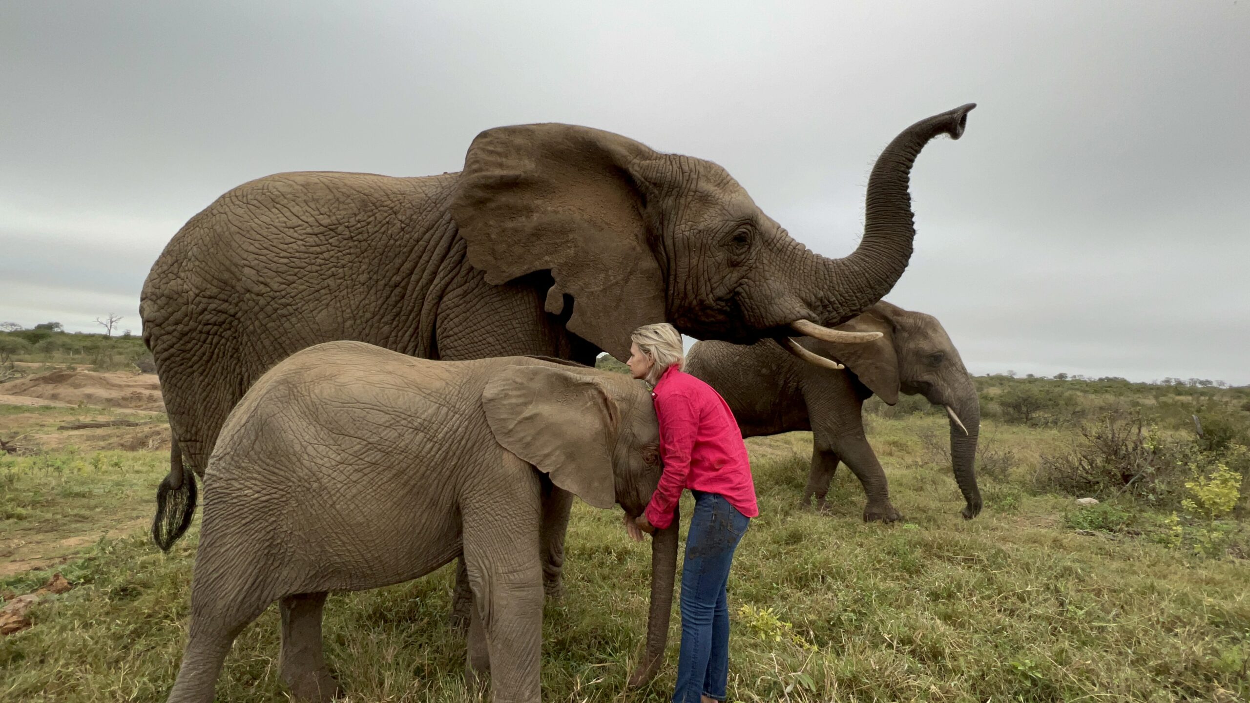 What Makes Elephants so Amazing? Watch & Learn About Their Incredible ...