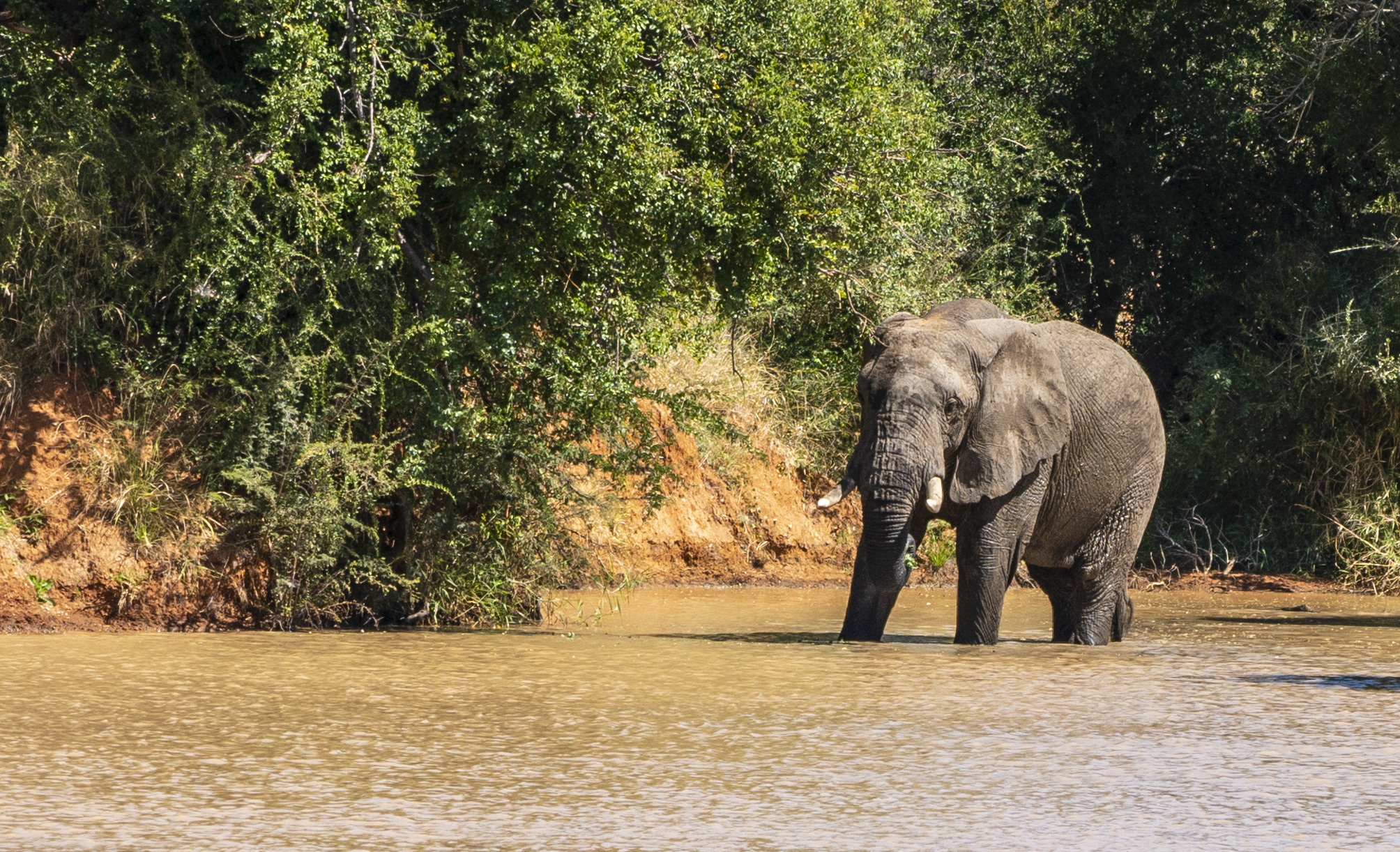 Help Save An Elephant’s Home | HERD