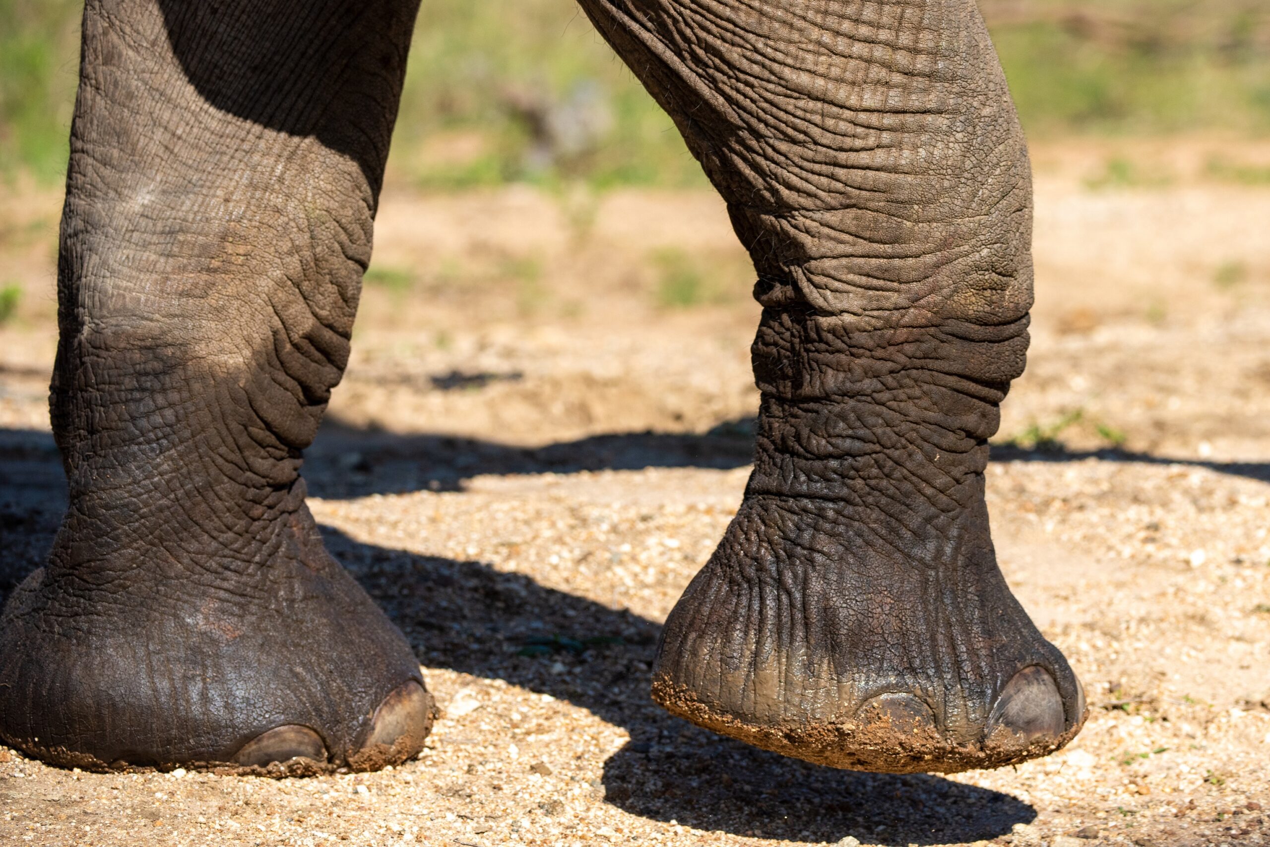 Kicking, Scuffing, and Swinging: The Unexpected Things Elephants Use ...
