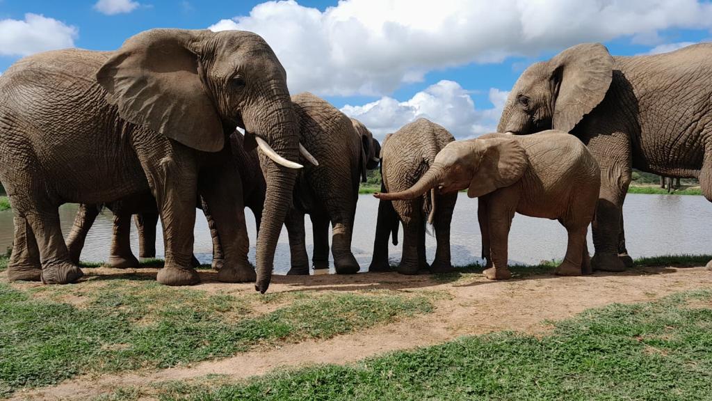 Tigere Shares an Update on All 16 Elephants! | HERD