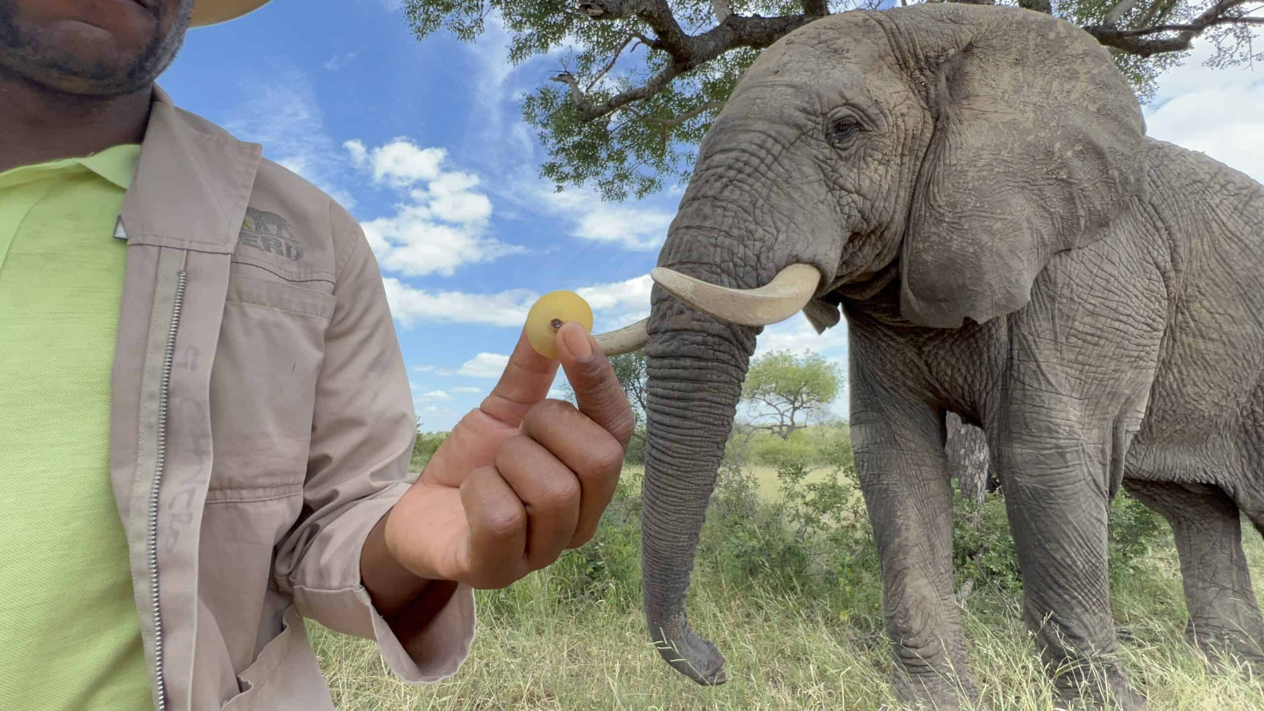 Marula Season is Here! Discover the Elephants' Favourite Fruit
