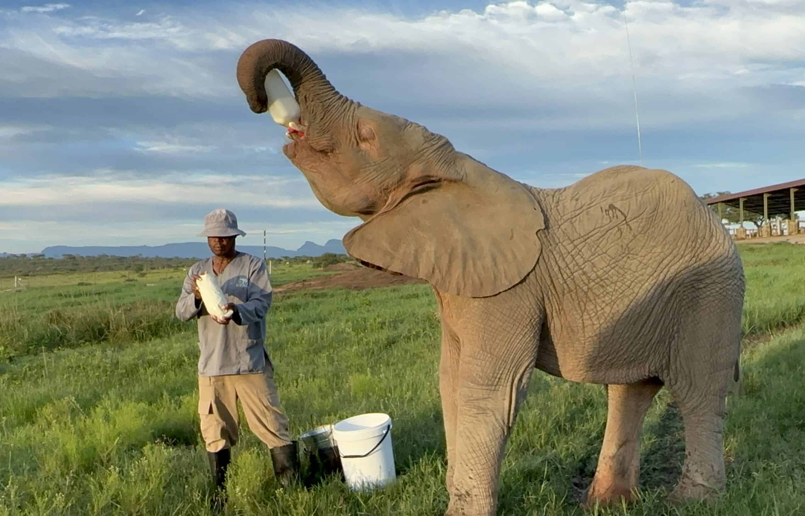 Albino Baby Elephant, Khanyisa is 830 Kilograms!