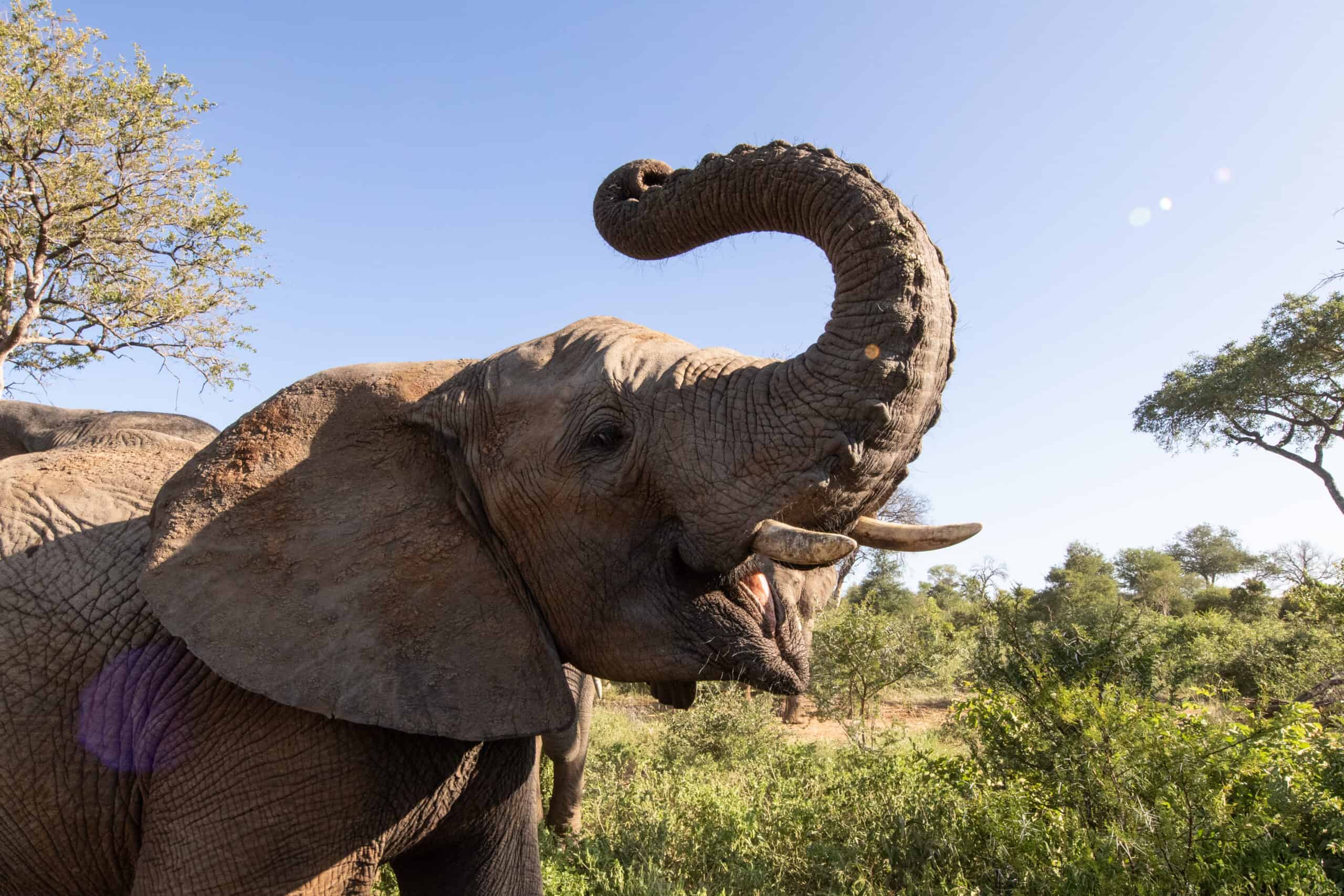 Are There Really 150,000 Muscles in an Elephant’s Trunk? | All Your ...