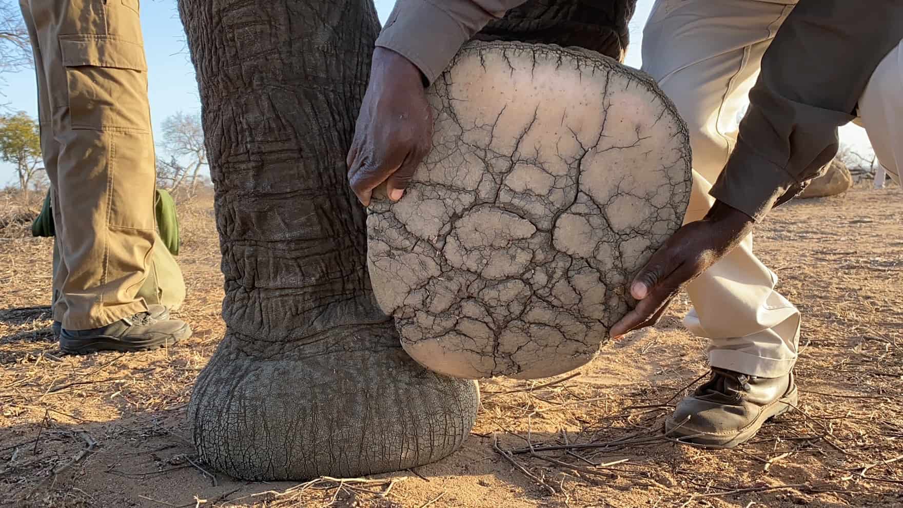 Fascinating Elephant Feet Facts! - HERD