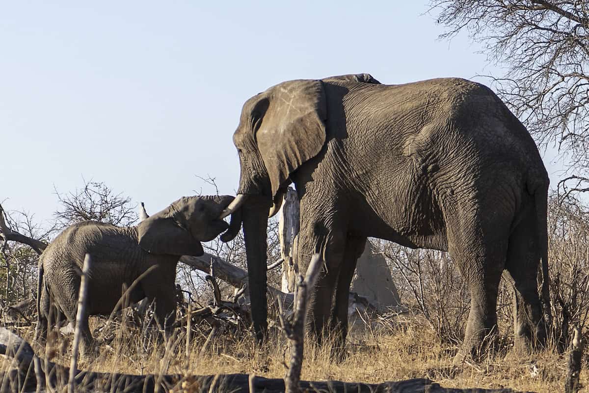 Little Elephant Pisa Over the Years | Matriarch Tokwe’s Youngest Born Daughter | HERD