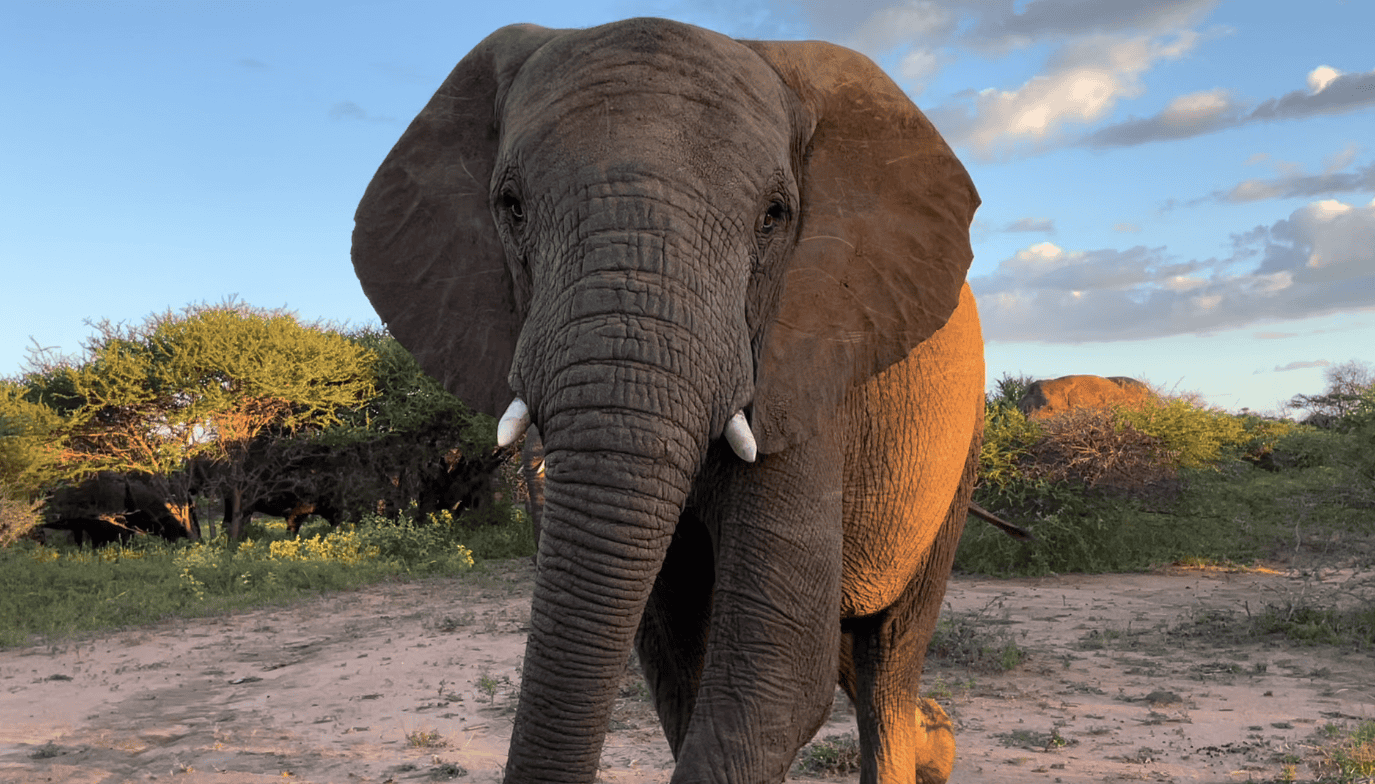 Little Elephant Pisa Over the Years | Matriarch Tokwe’s Youngest Born Daughter | HERD
