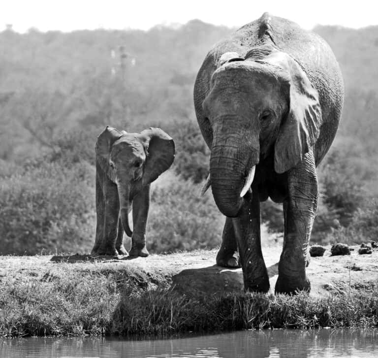 Little Elephant Pisa Over the Years | Matriarch Tokwe’s Youngest Born ...