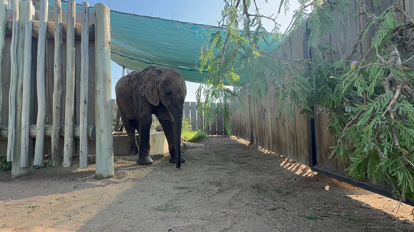 Baby Elephant, Phabeni Takes A Brave New Step into the Bigger Garden ...