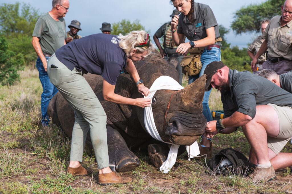Poaching Survivor, Ike the White Rhino Undergoes Vital Operation | HERD
