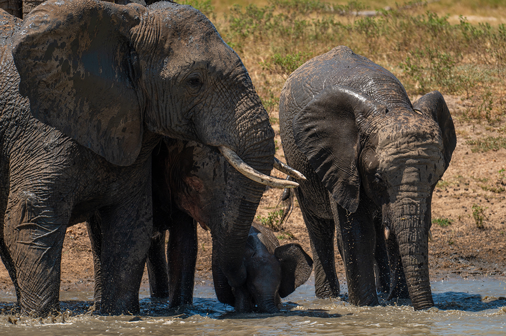 Brave Little Elephant, Phabeni Goes Swimming - HERD
