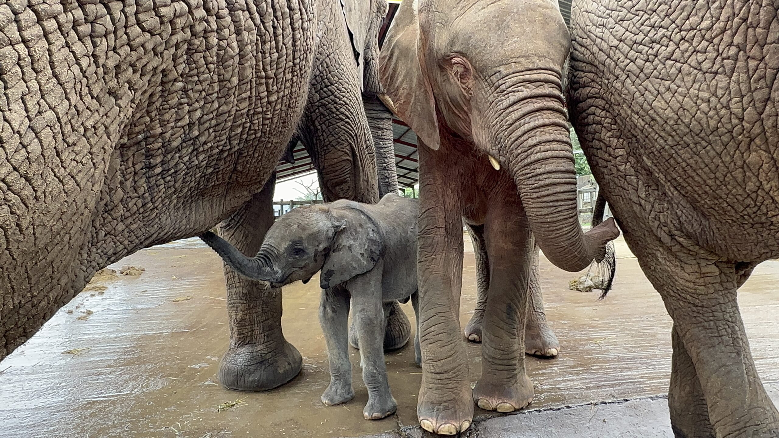 Young Elephants, Timisa & Khanyisa Show Great Interest in Orphan ...