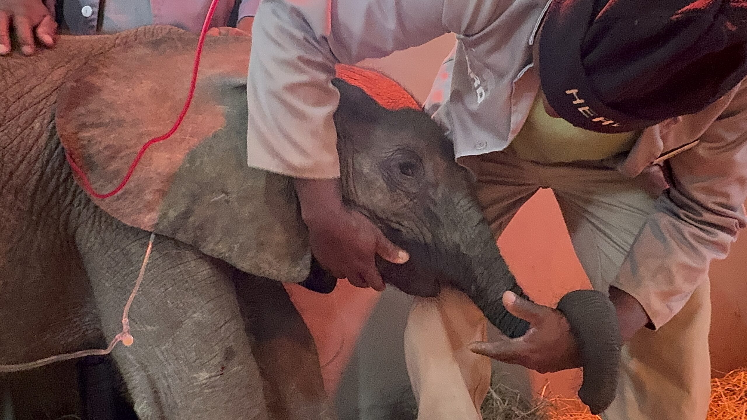 An Update on Phabeni's Health - Blood Transfusions and X-Rays | PART 2