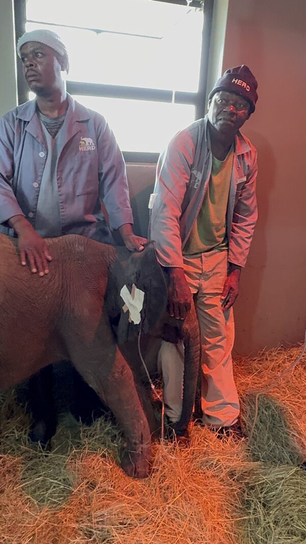 An Update on Phabeni's Health - Blood Transfusions and X-Rays | PART 2 ...