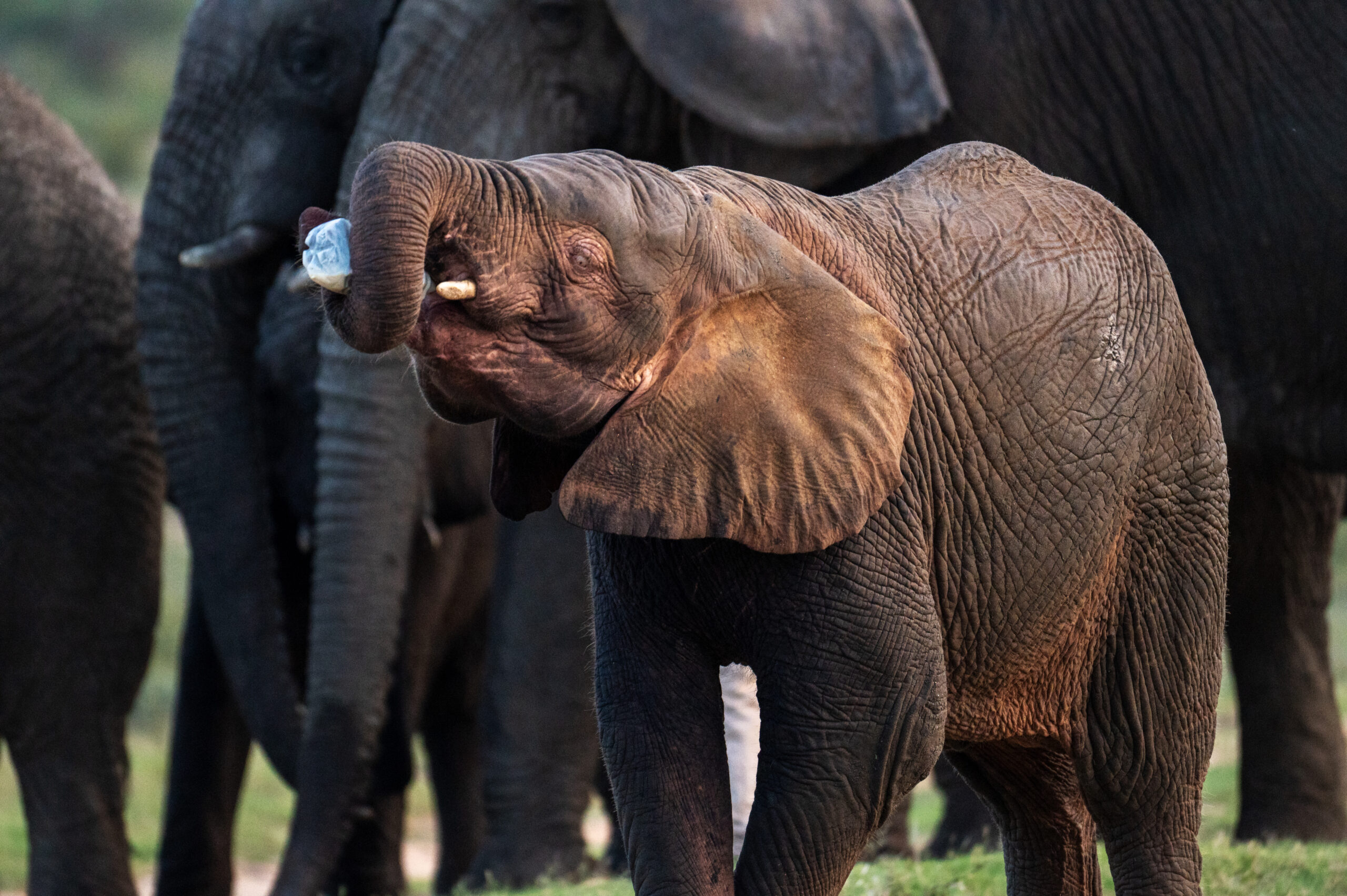 HERD Blog | South Africa's First Elephant Orphanage