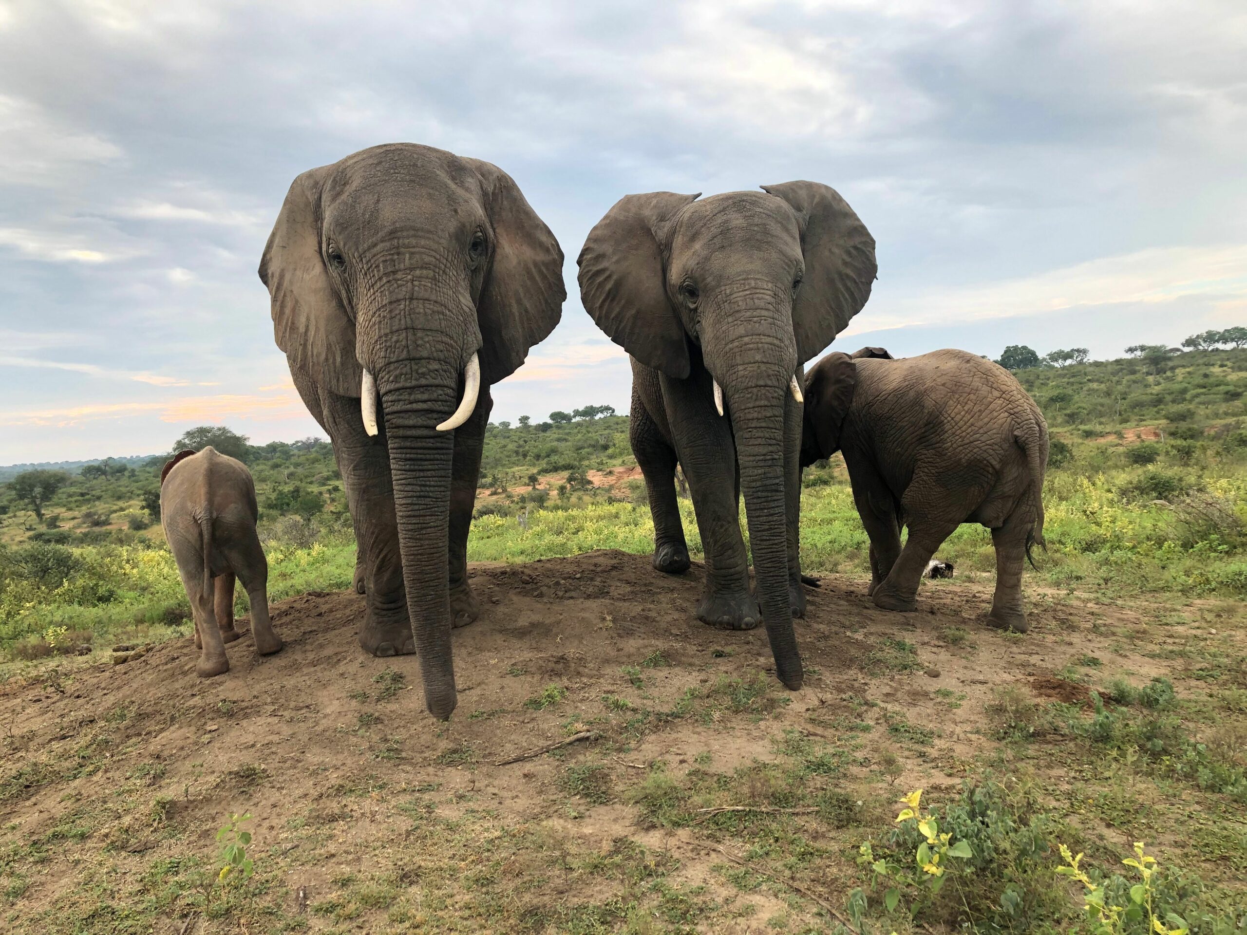 HERD Blog | South Africa's First Elephant Orphanage