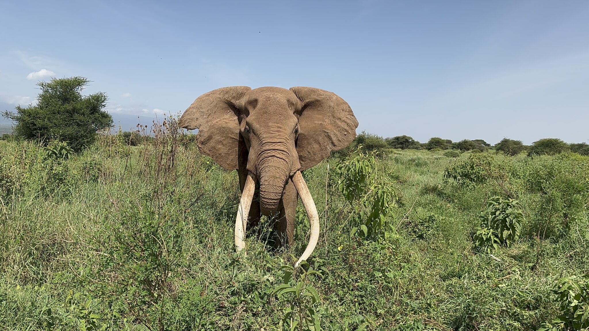 Adine's Close-Up Encounter with the Super Tusker Elephant, Craig in ...
