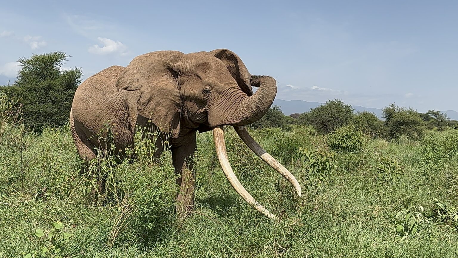 Adine's Close-Up Encounter with the Super Tusker Elephant, Craig in ...