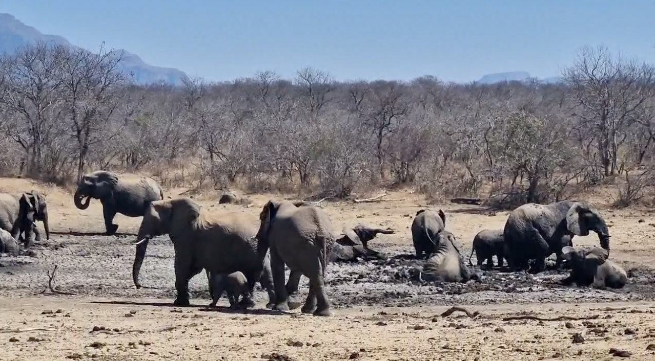 Protecting the Elephants' Home During Drought