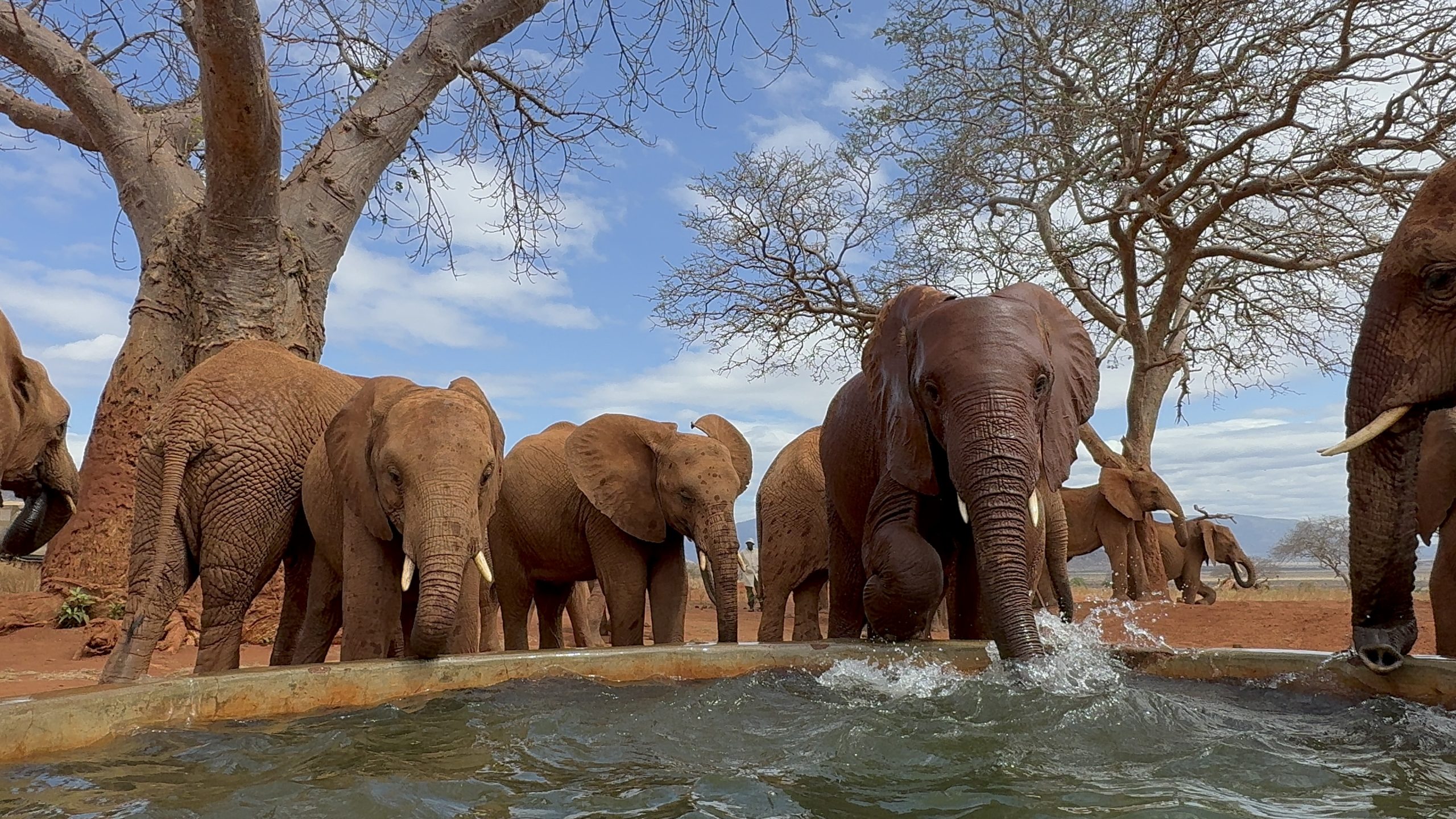 Adine Visits the Elephant Orphans at the Sheldrick Reintegration Unit ...