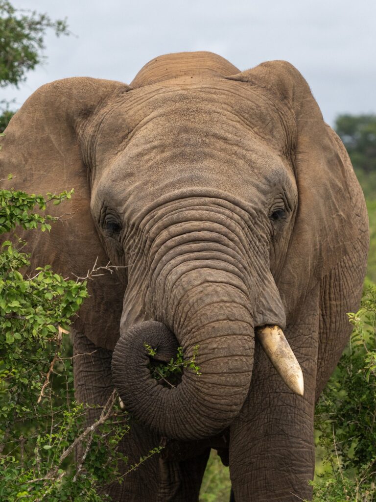 Jabulani