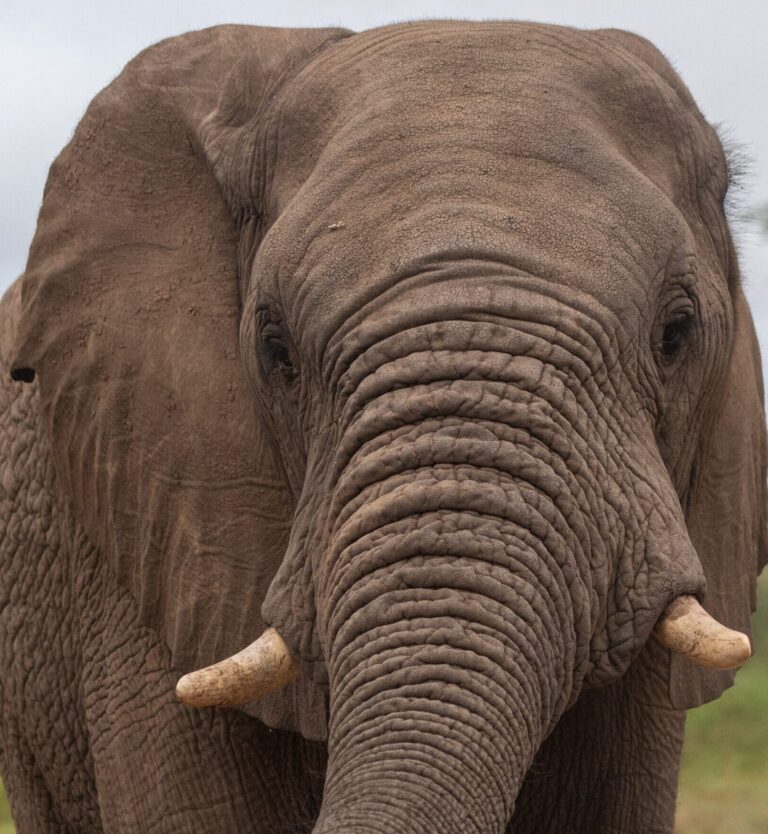 South Africa's First Elephant Orphanage | HERD Trust