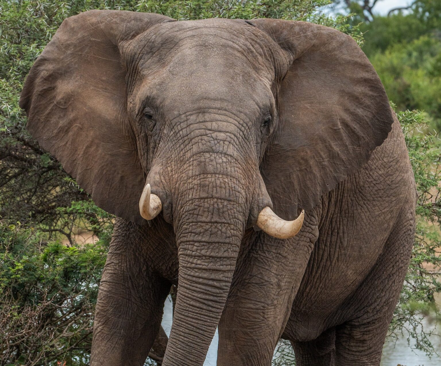 South Africa's First Elephant Orphanage | HERD Trust