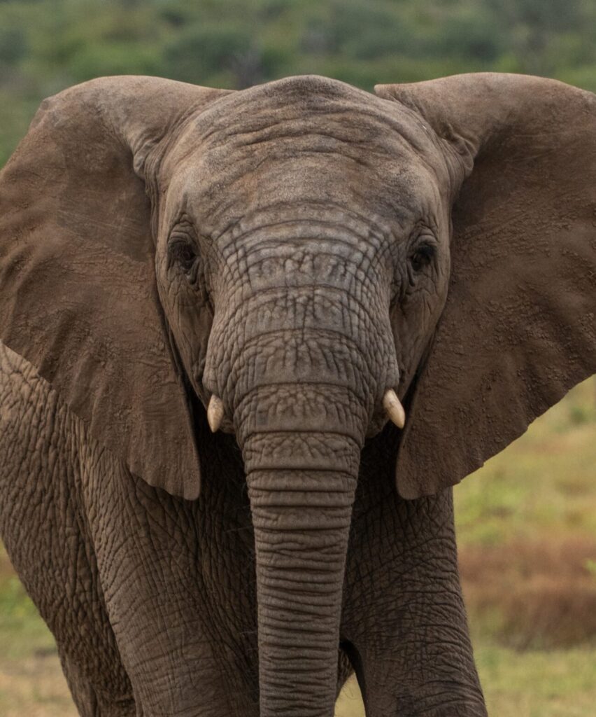 South Africa's First Elephant Orphanage | HERD Trust