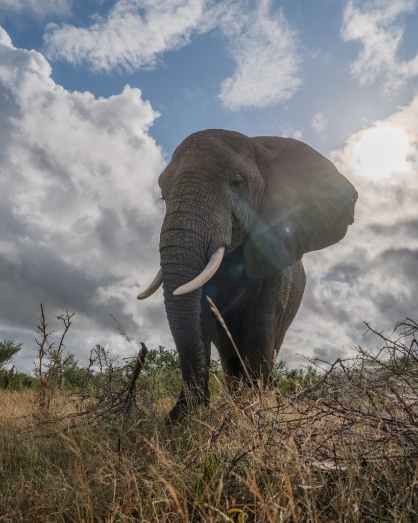 South Africa's First Elephant Orphanage | HERD Trust