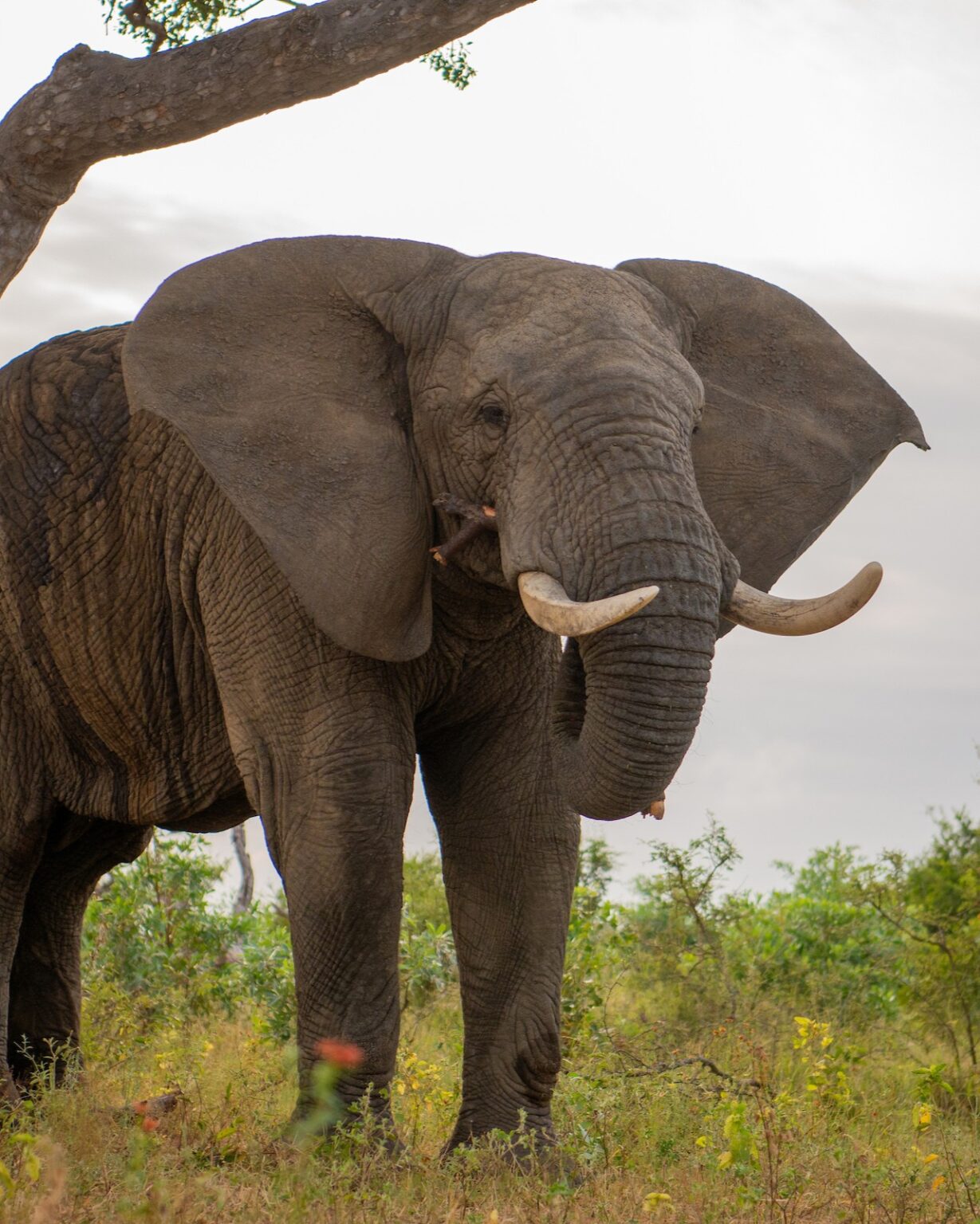 South Africa's First Elephant Orphanage | HERD Trust