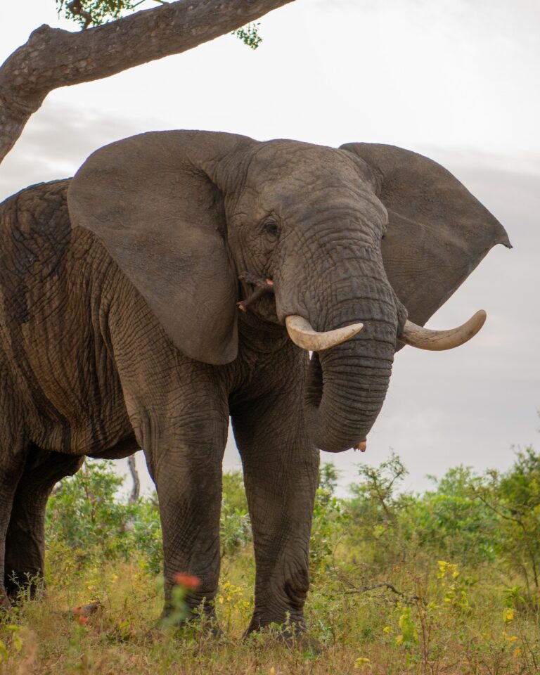 South Africa's First Elephant Orphanage | HERD Trust