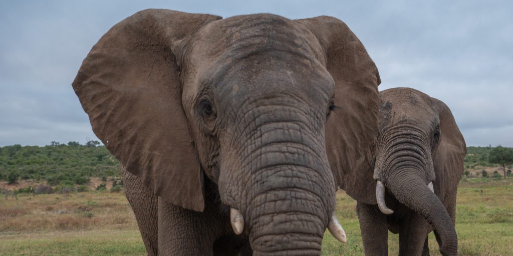 Pisa Turns 16 | A Confident Young Leader in the Making - HERD