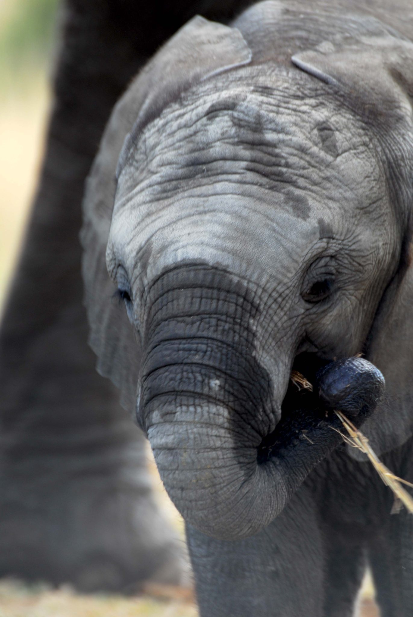 Pisa Turns 16 | A Confident Young Leader in the Making - HERD