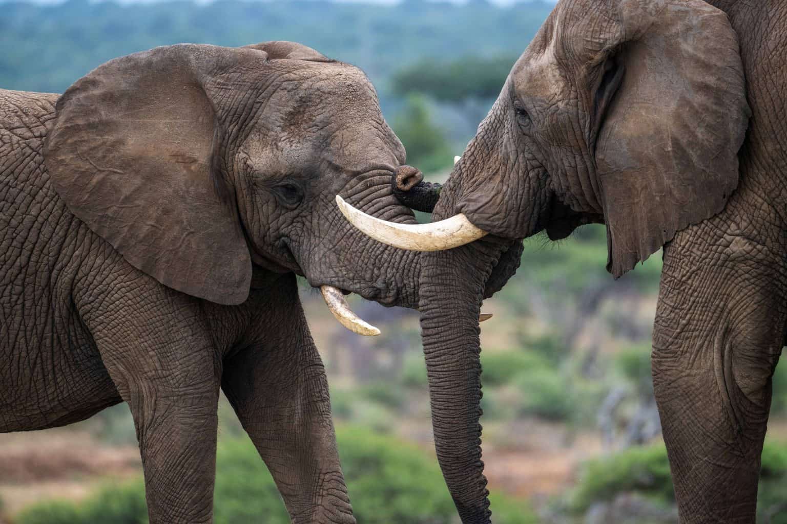 The Anatomy of an Elephant ~ The Elephant Ear